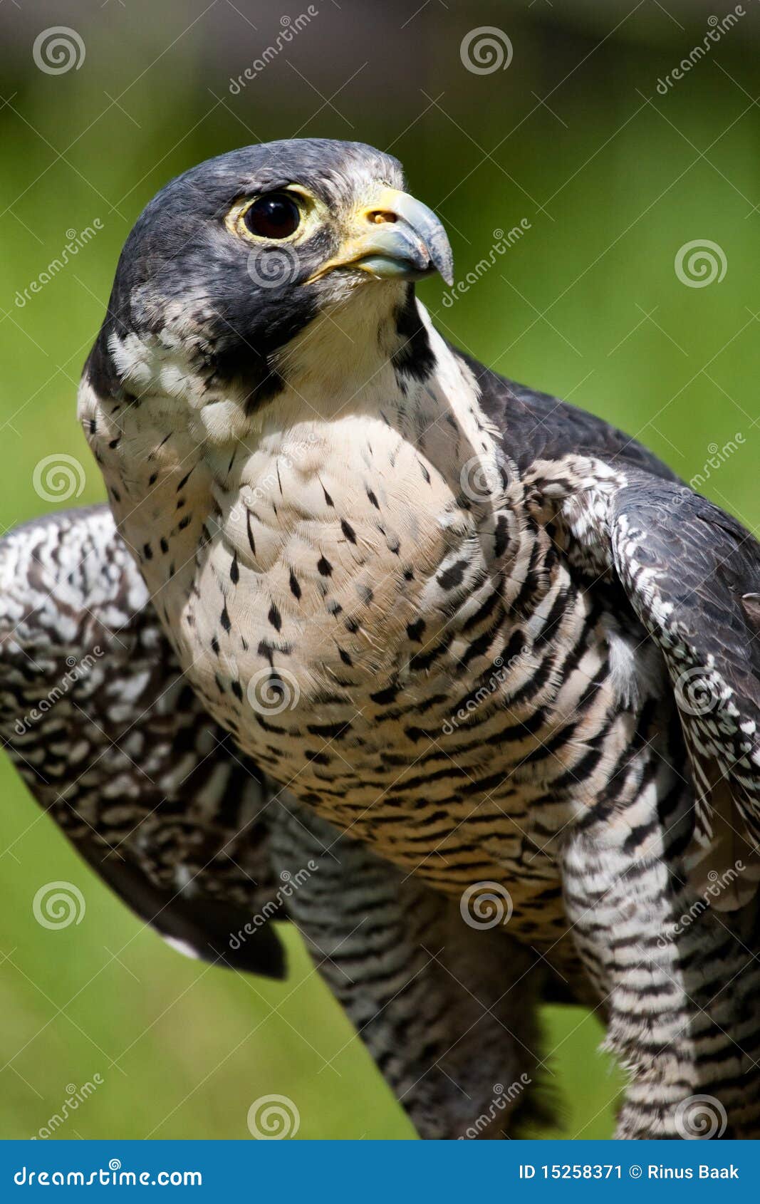 Peregrine Falcon stock image. Image of bill, wings, bird - 15258371