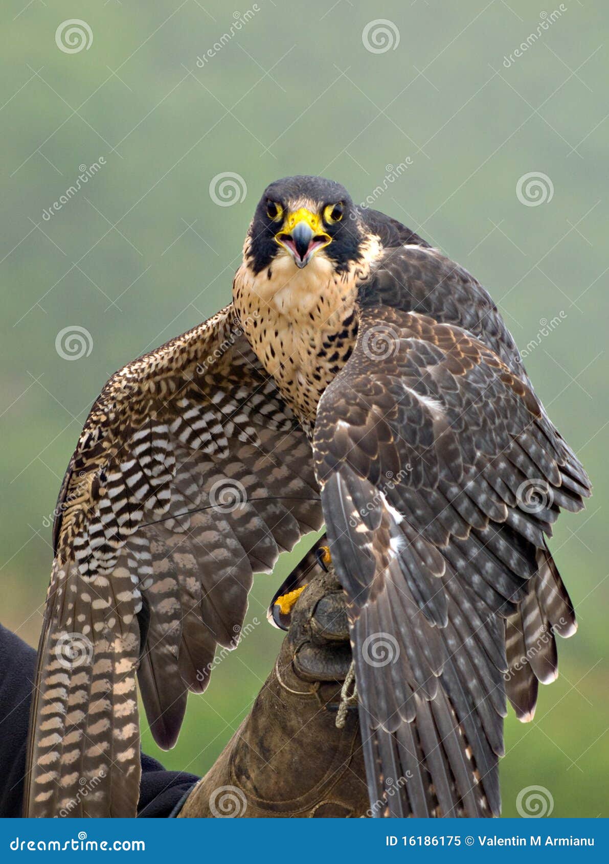 Peregrine Falcon stock image. Image of wild, raptor, ornithological ...