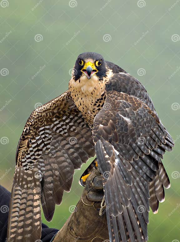 Peregrine Falcon stock image. Image of wild, raptor, ornithological ...