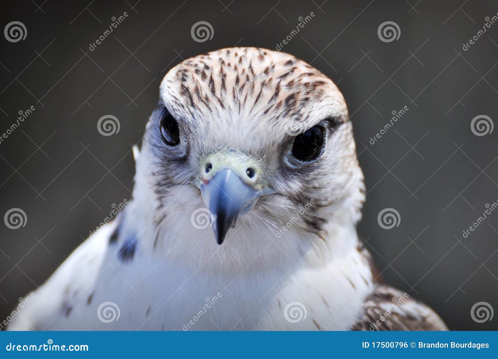 Peregrine Falcon stock photo. Image of avian, falco, bird - 17500796