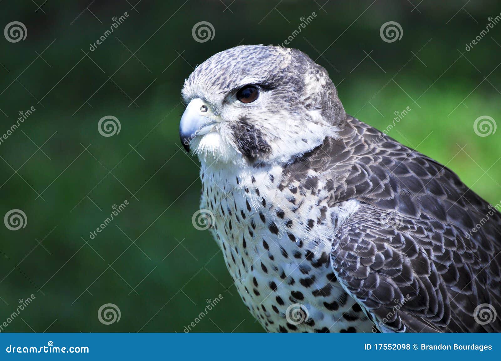 Peregrine Falcon stock photo. Image of falcon, peregrine - 17552098