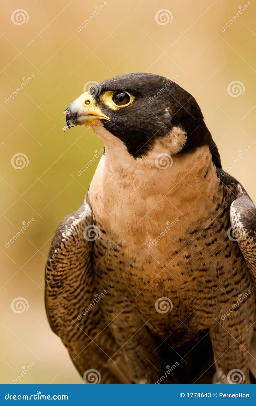 Peregrine Falcon stock image. Image of bird, proud, prey - 1778643