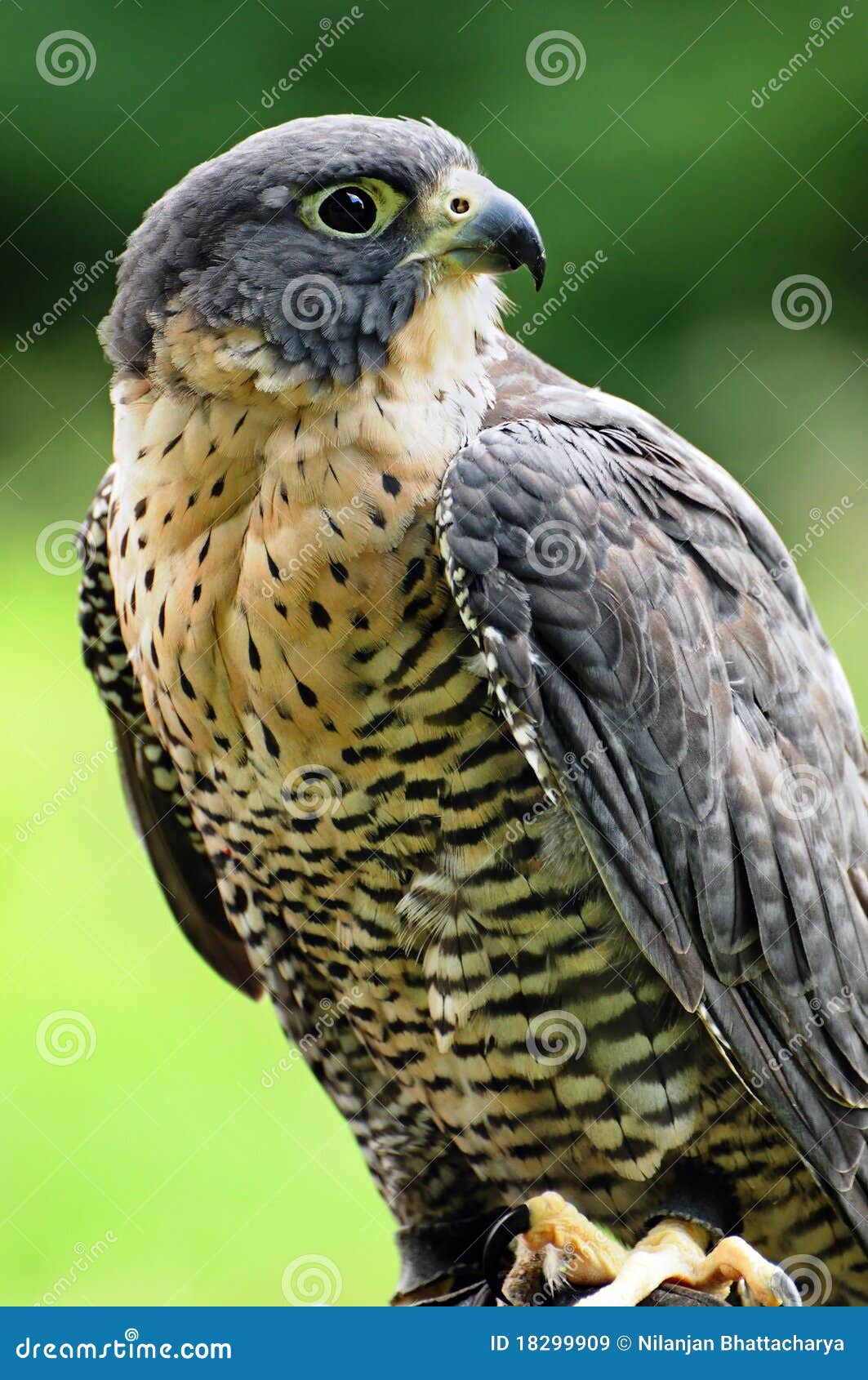 Peregrine Falcon stock image. Image of animal, falcon - 18299909