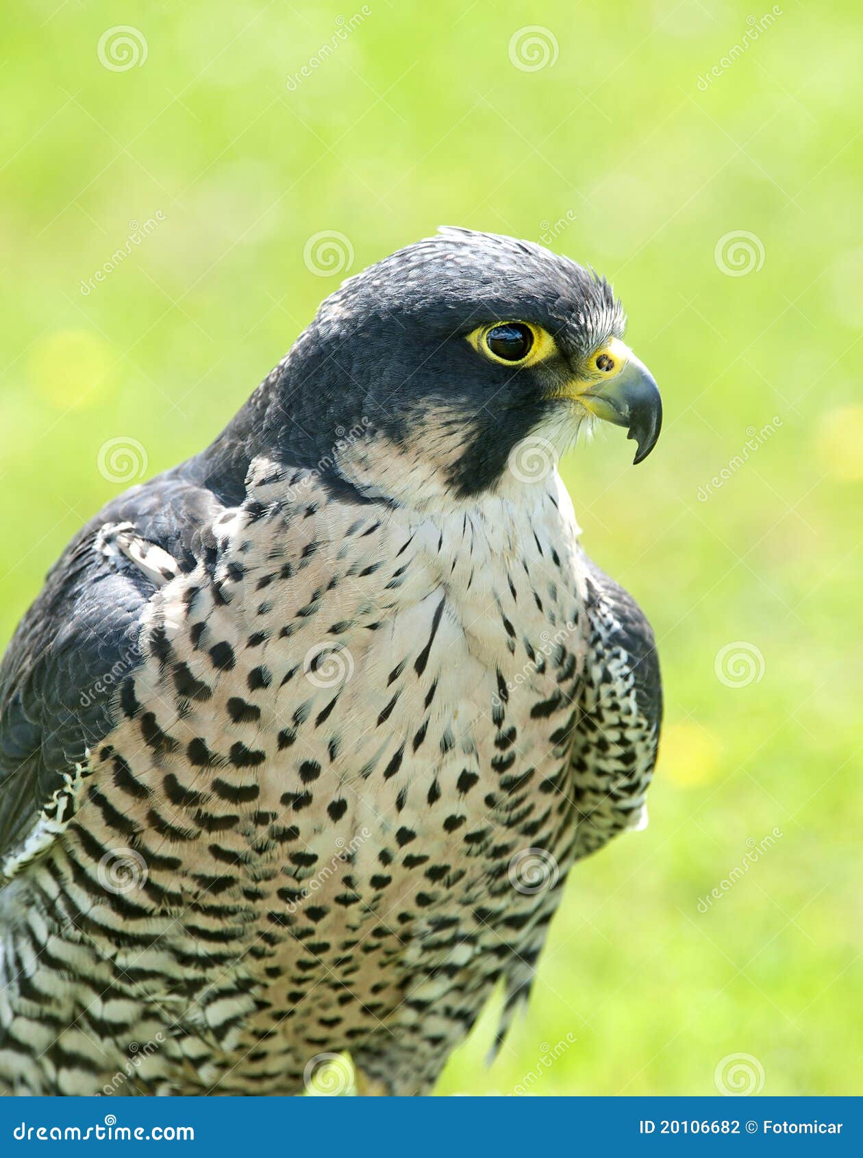 Peregrine Falcon stock photo. Image of peregrine, hunter - 20106682