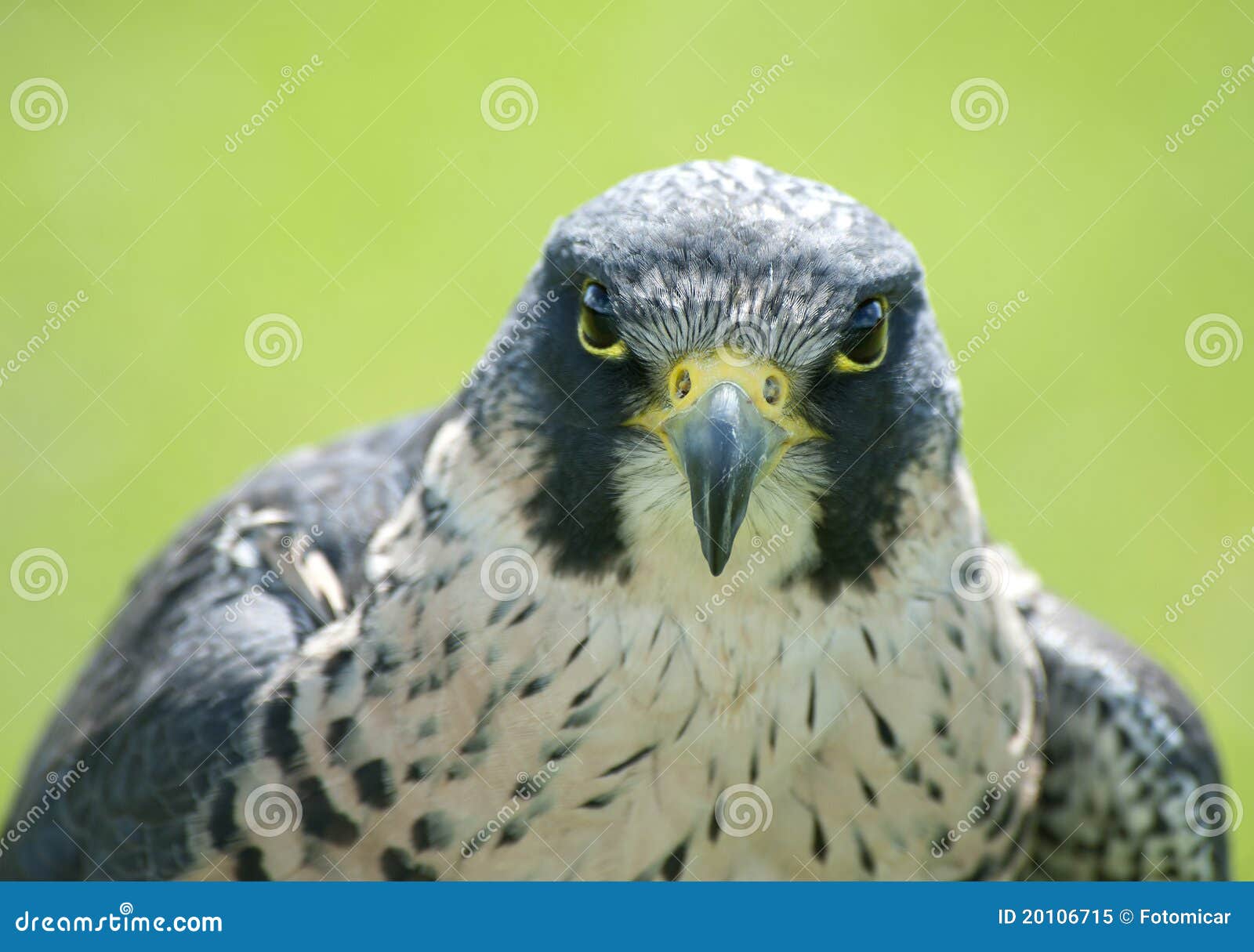 Peregrine Falcon stock image. Image of close, peregrines - 20106715