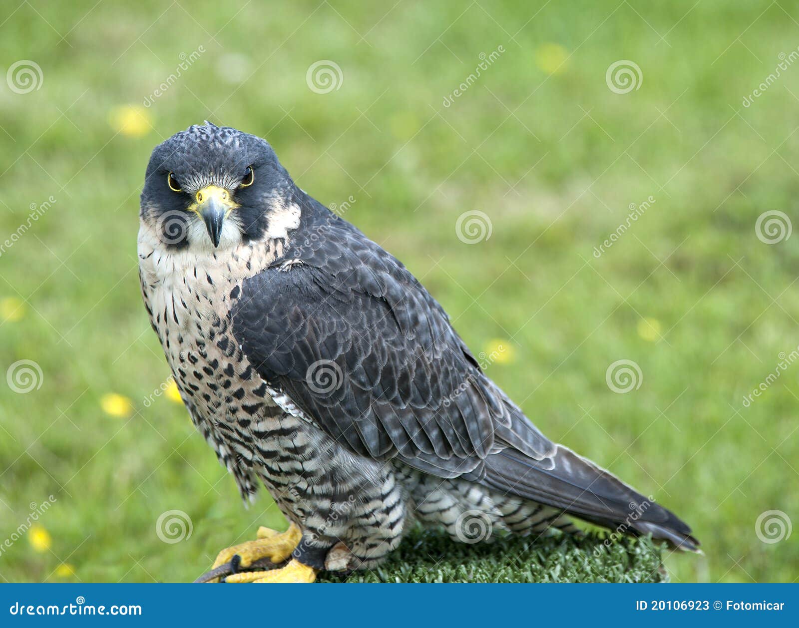 Peregrine Falcon stock image. Image of moustache, blue - 20106923