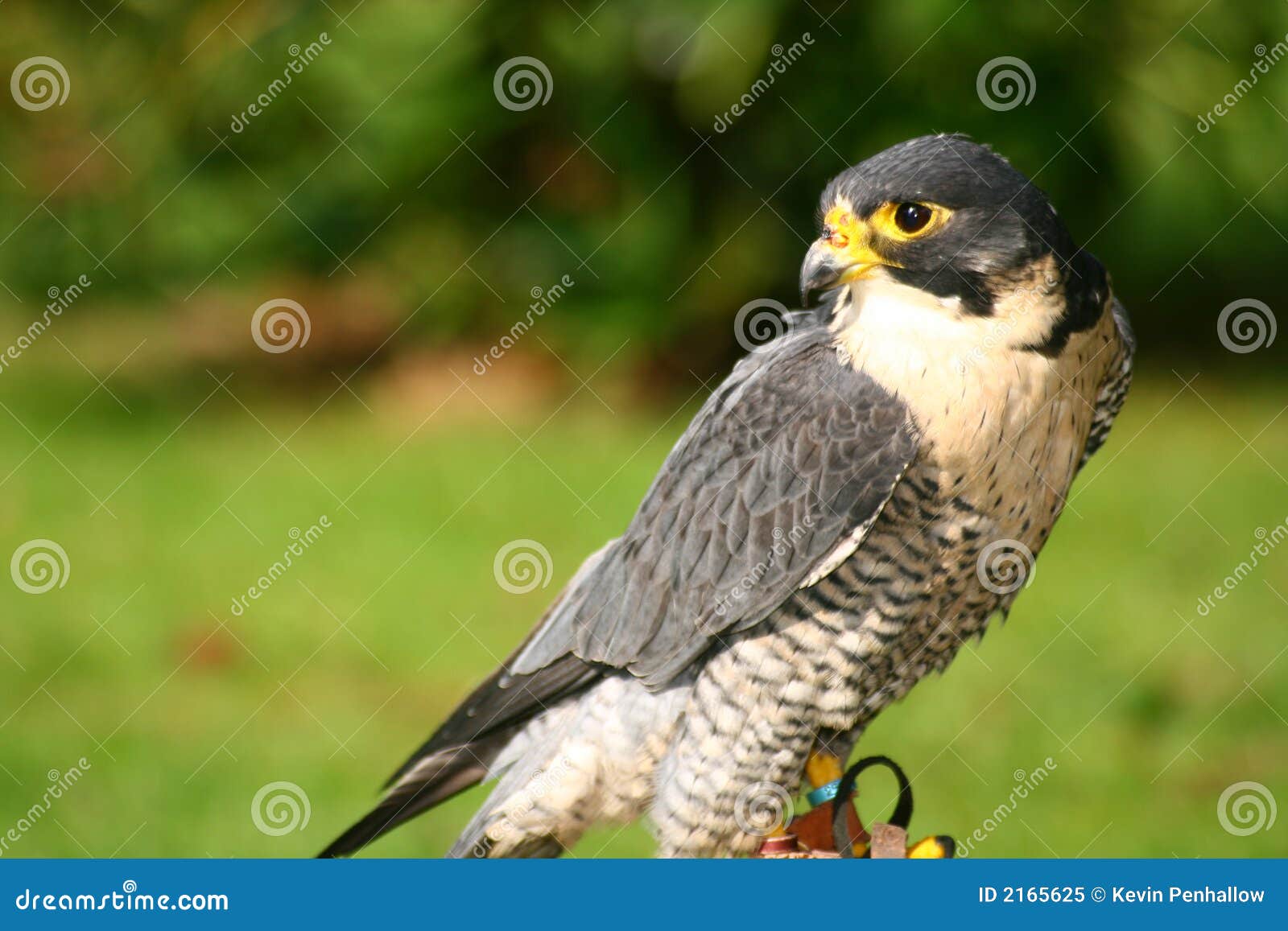 Peregrine Falcon stock image. Image of protected, night - 2165625