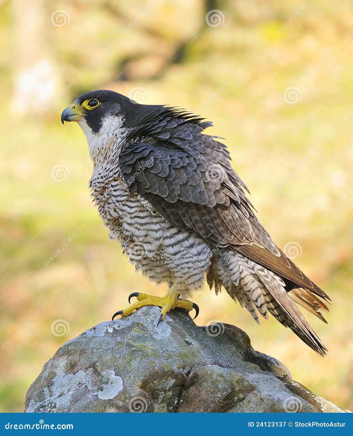 Peregrine Falcon. stock image. Image of avian, head, beak - 24123137