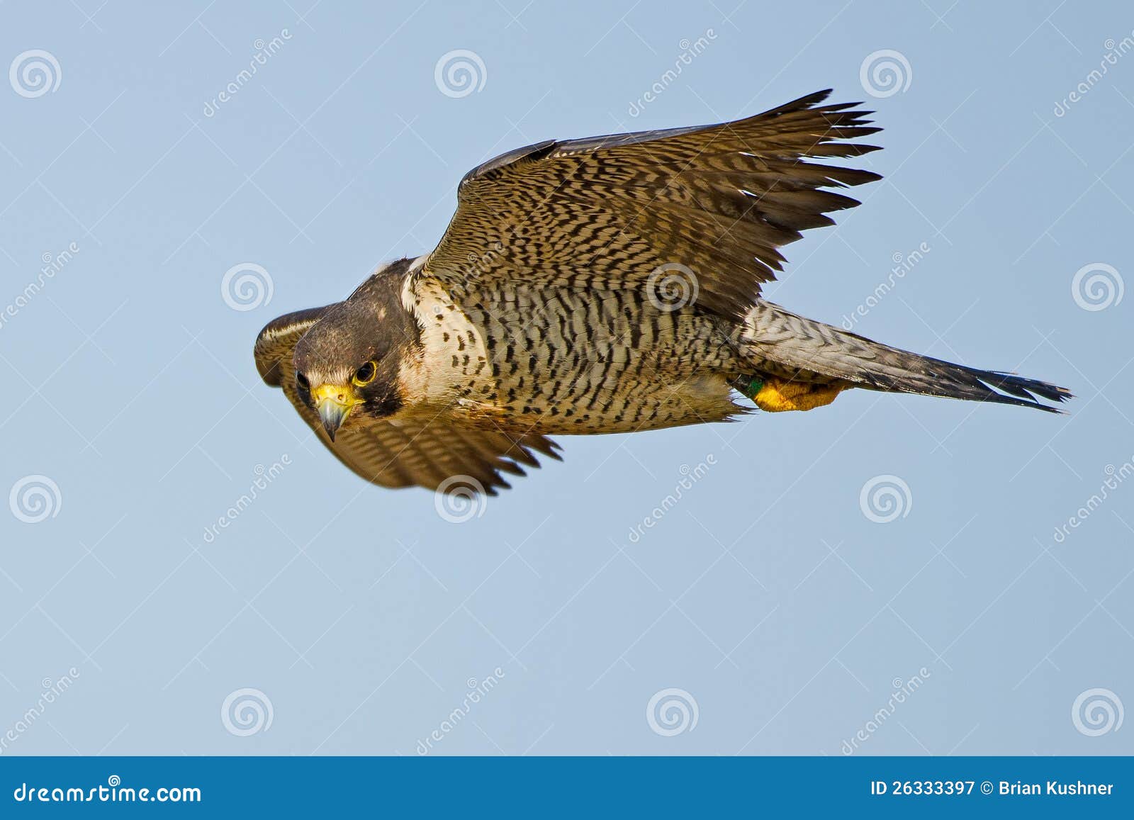 Peregrine Falcon stock image. Image of staring, falcon - 26333397