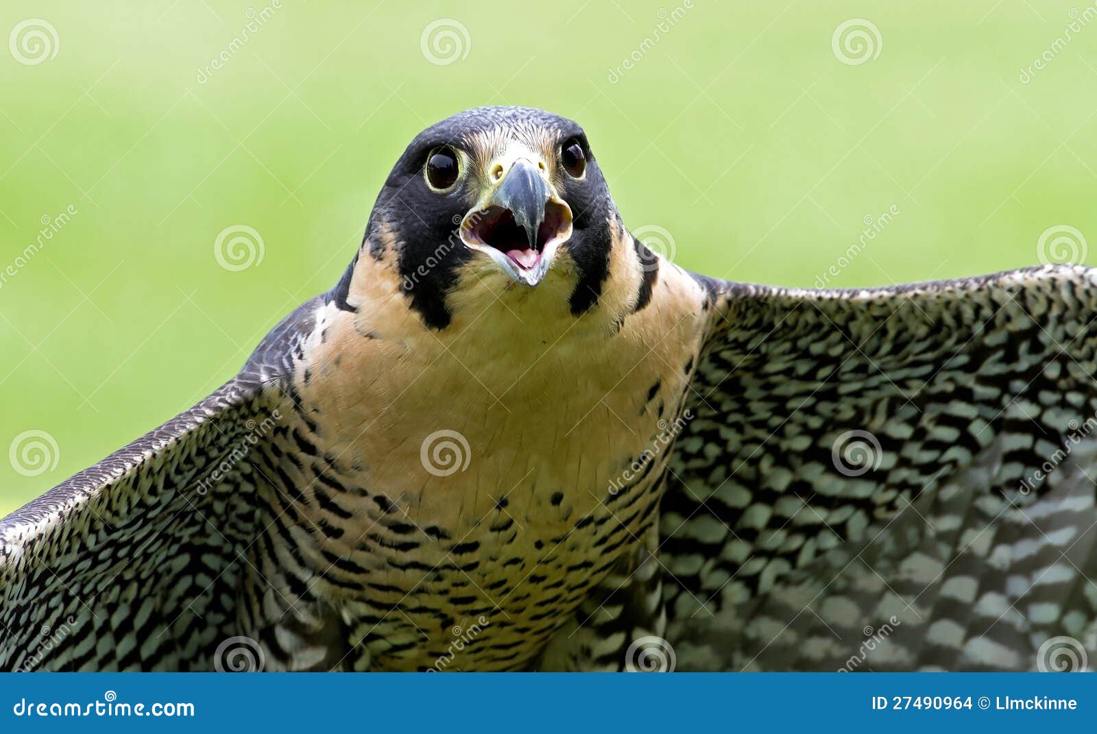Peregrine Falcon stock photo. Image of falcon, attack - 27490964