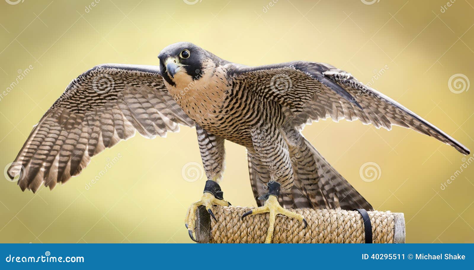 Peregrine Falcon imagen de archivo. Imagen de animal - 40295511