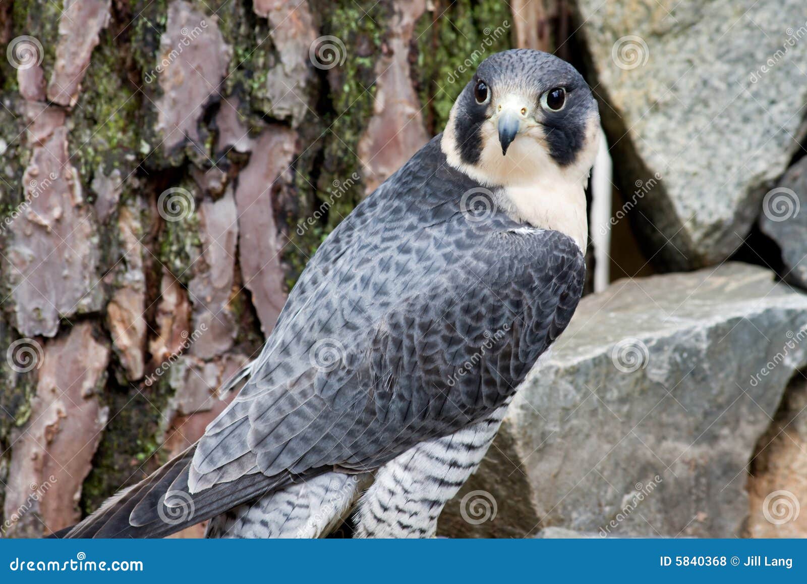 Peregrine Falcon stock photo. Image of beauty, peregrine - 5840368