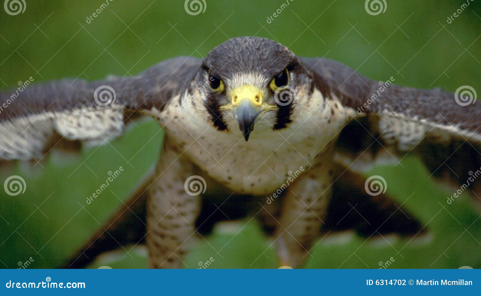 Peregrine falcon stock photo. Image of fast, eagle, flying - 6314702