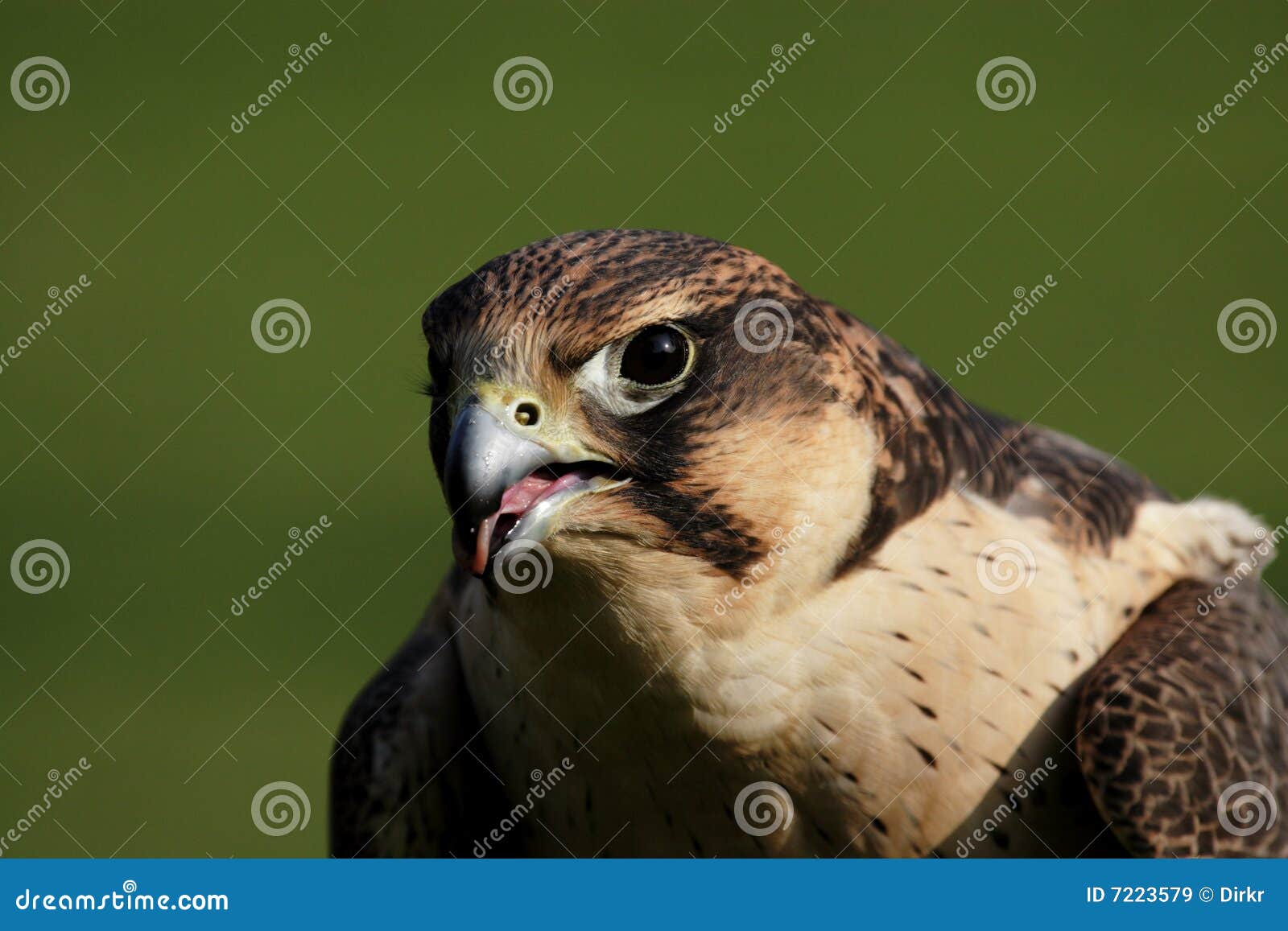 Peregrine Falcon stock image. Image of plumage, nature - 7223579