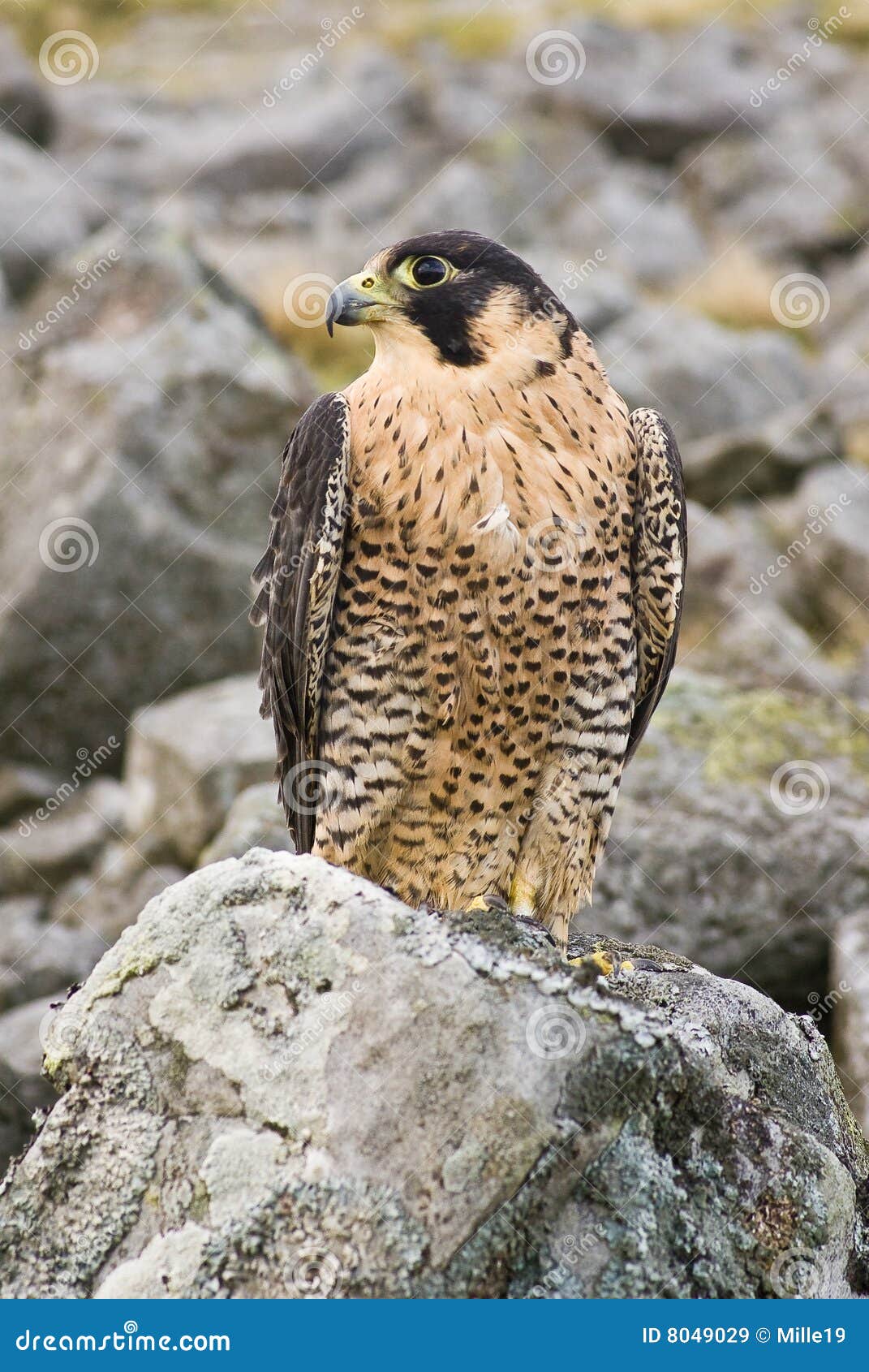 Peregrine Falcon stock image. Image of stoop, falcon, peregrinus - 8049029