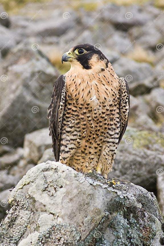 Peregrine Falcon stock image. Image of stoop, falcon, peregrinus - 8049029