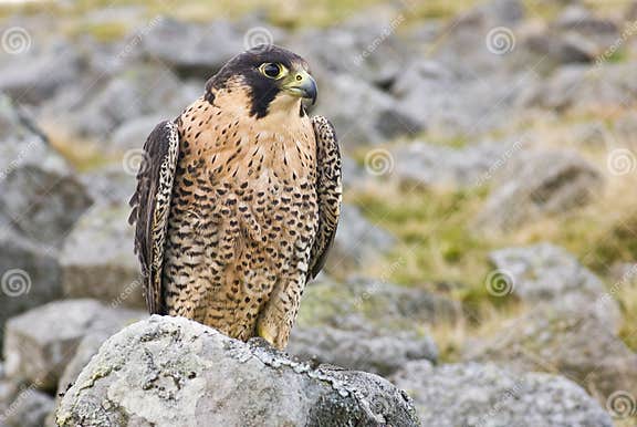 Peregrine Falcon stock image. Image of falco, stoop, predator - 8049053