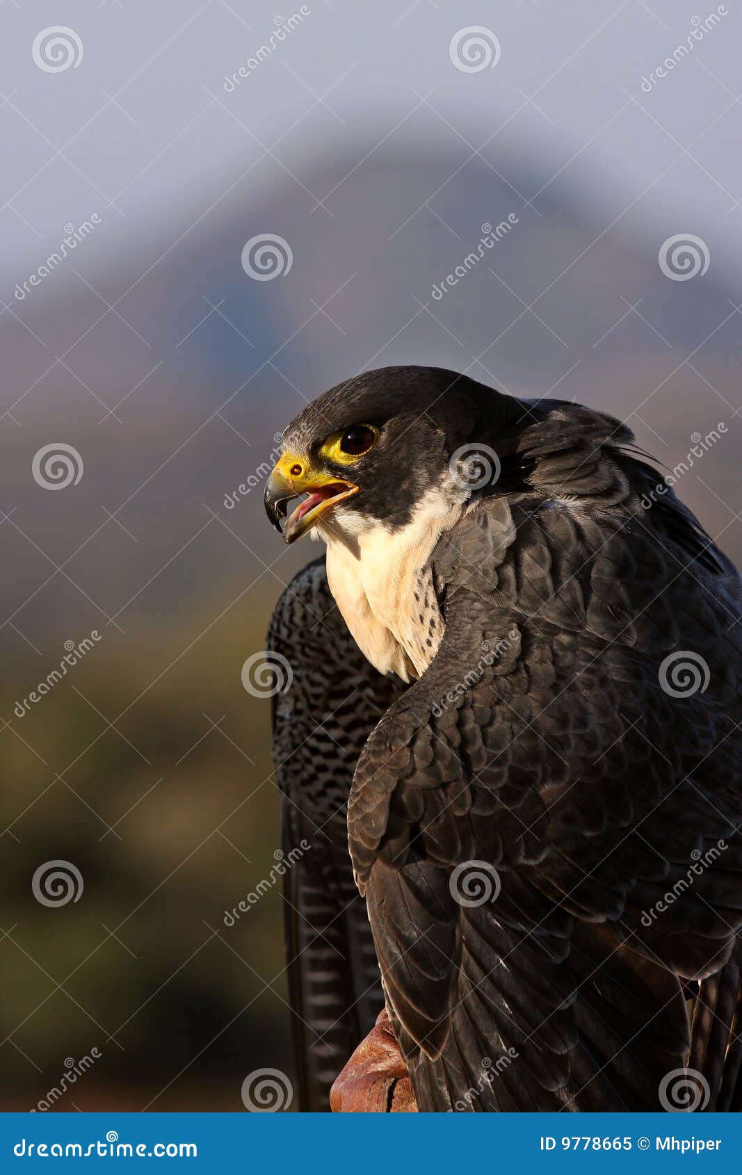 Peregrine Falcon stock image. Image of faconry, flight - 9778665