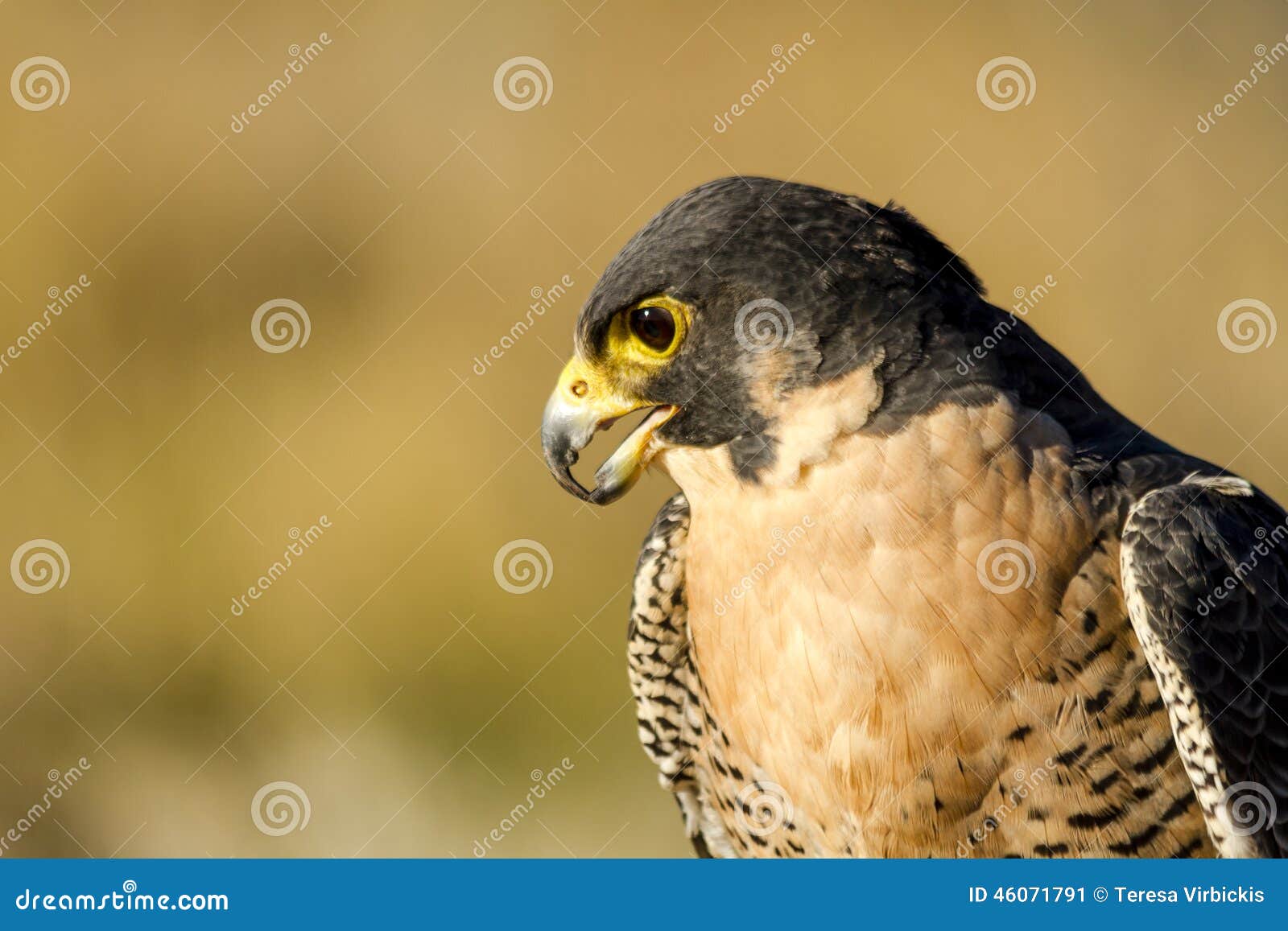 Peregrine Falcon in Autumn Setting Stock Image - Image of falcon ...