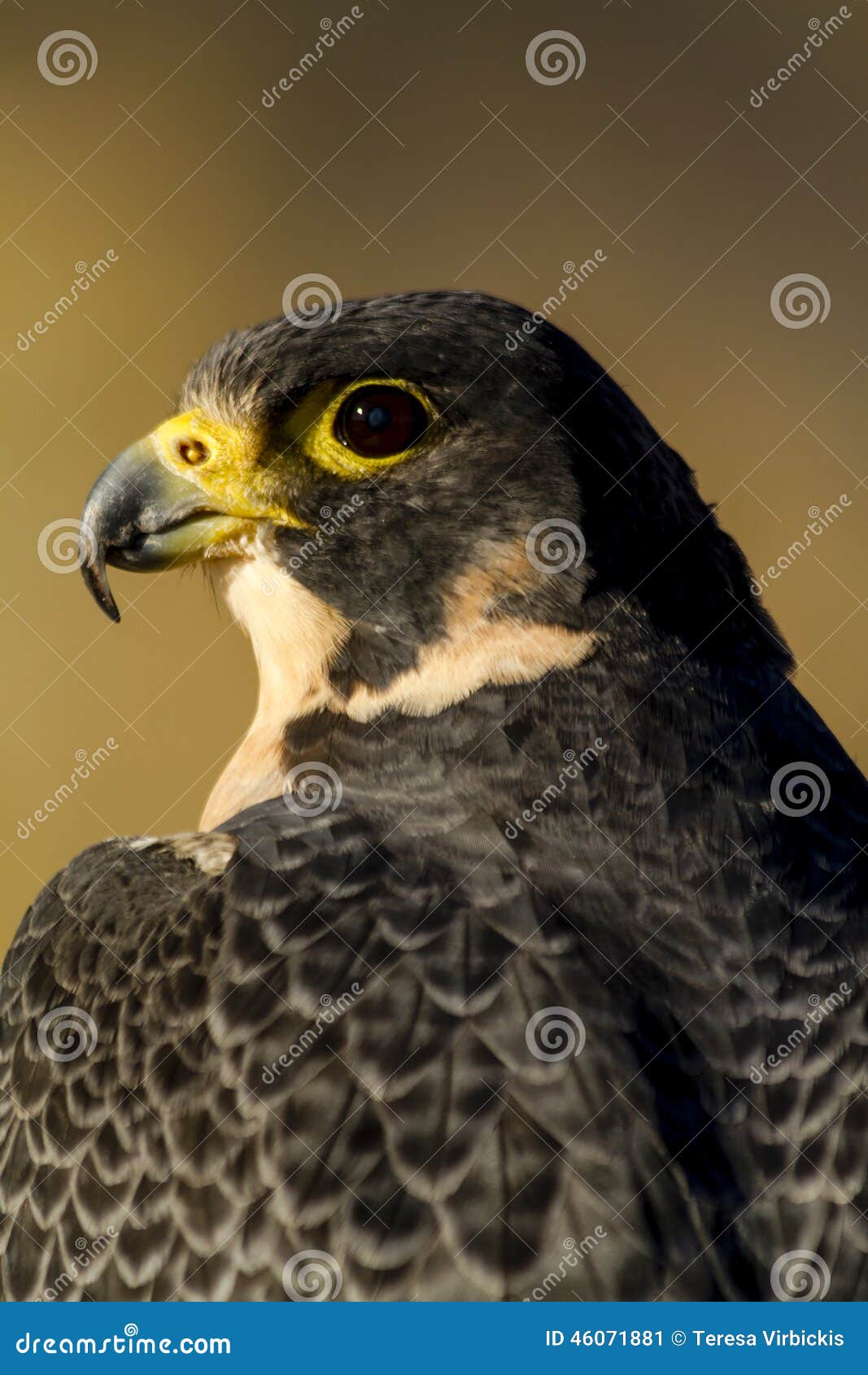 Peregrine Falcon in Autumn Setting Stock Image - Image of nature, falco ...