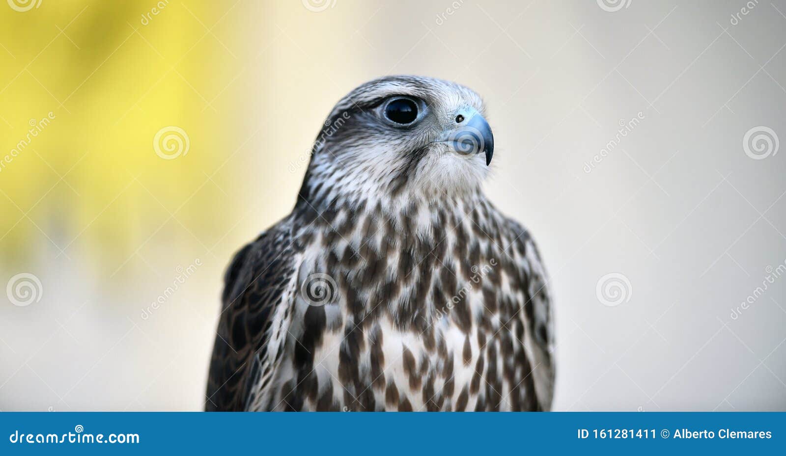 Peregrine Falcon with Beautiful Feathers Stock Image - Image of hunter ...