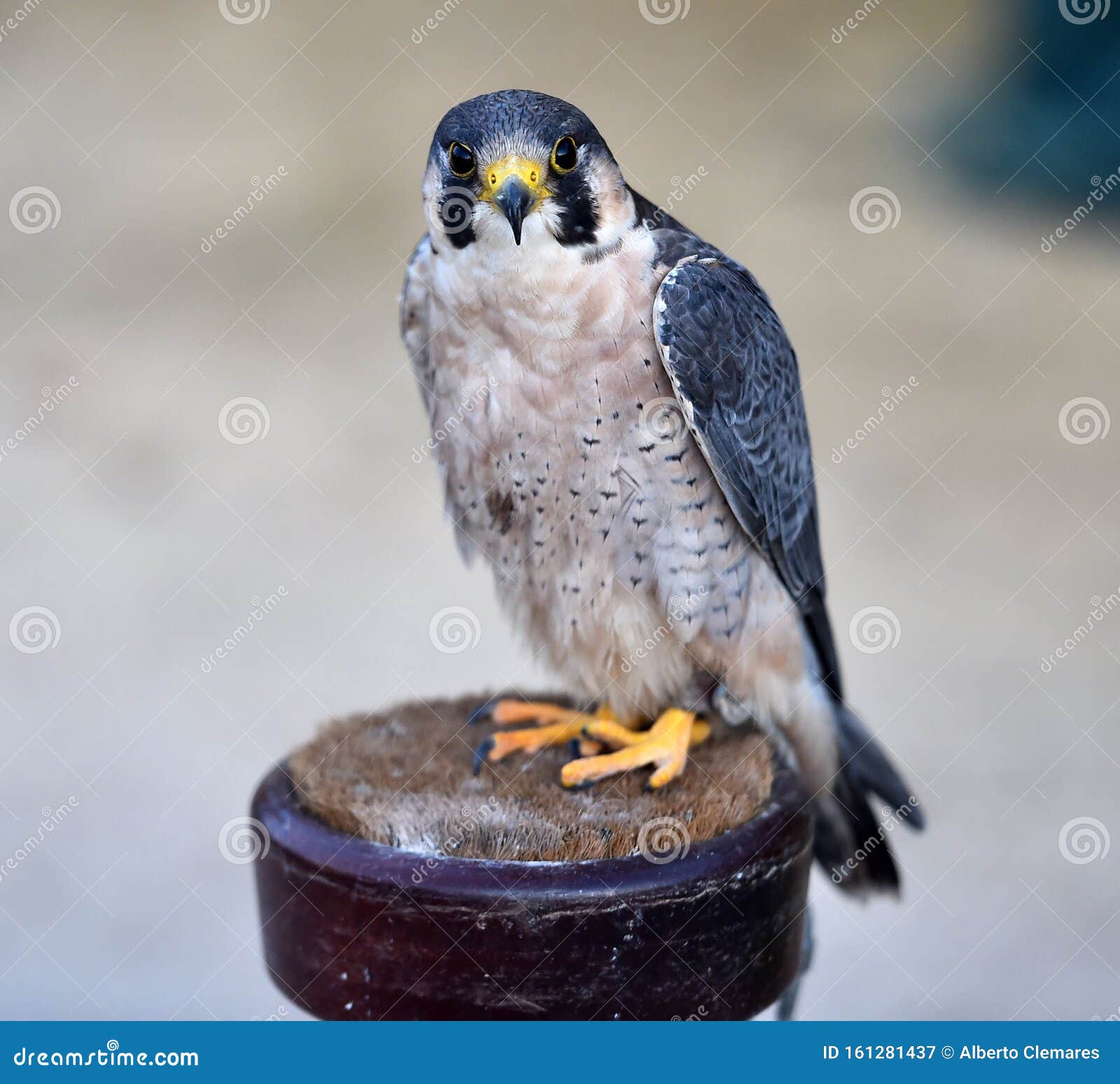 Peregrine Falcon with Beautiful Feathers Stock Image - Image of eyes ...