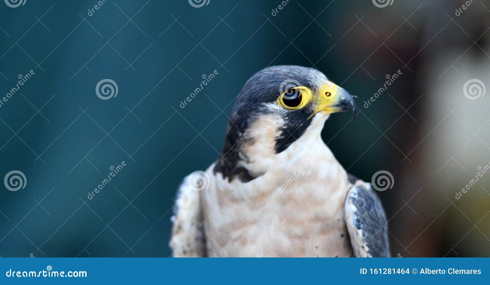 Peregrine Falcon with Beautiful Feathers Stock Photo - Image of brown ...