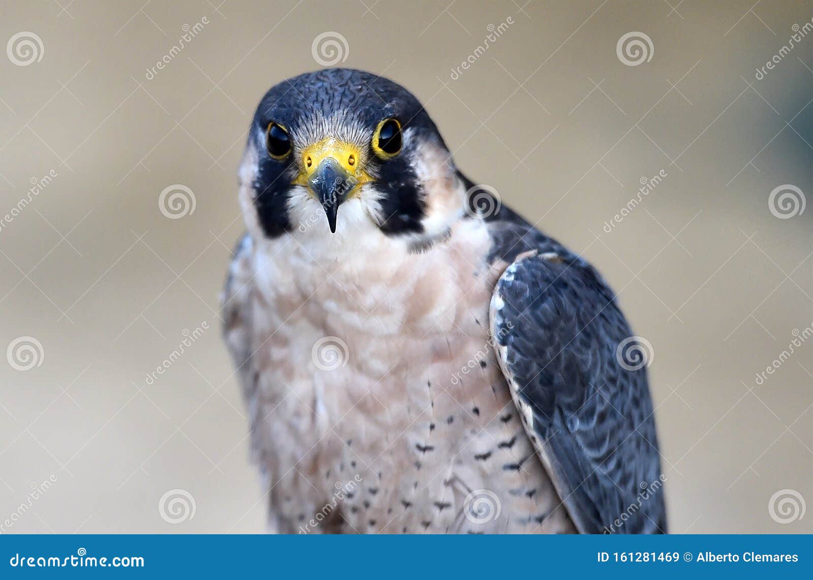 Peregrine Falcon with Beautiful Feathers Stock Image - Image of ...
