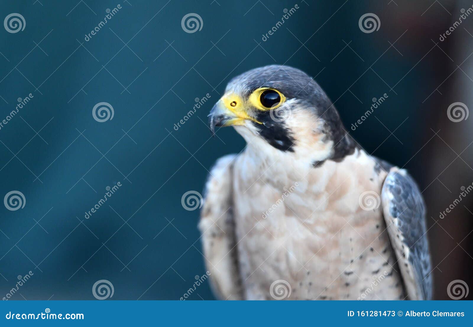 Peregrine Falcon with Beautiful Feathers Stock Image - Image of plumage ...