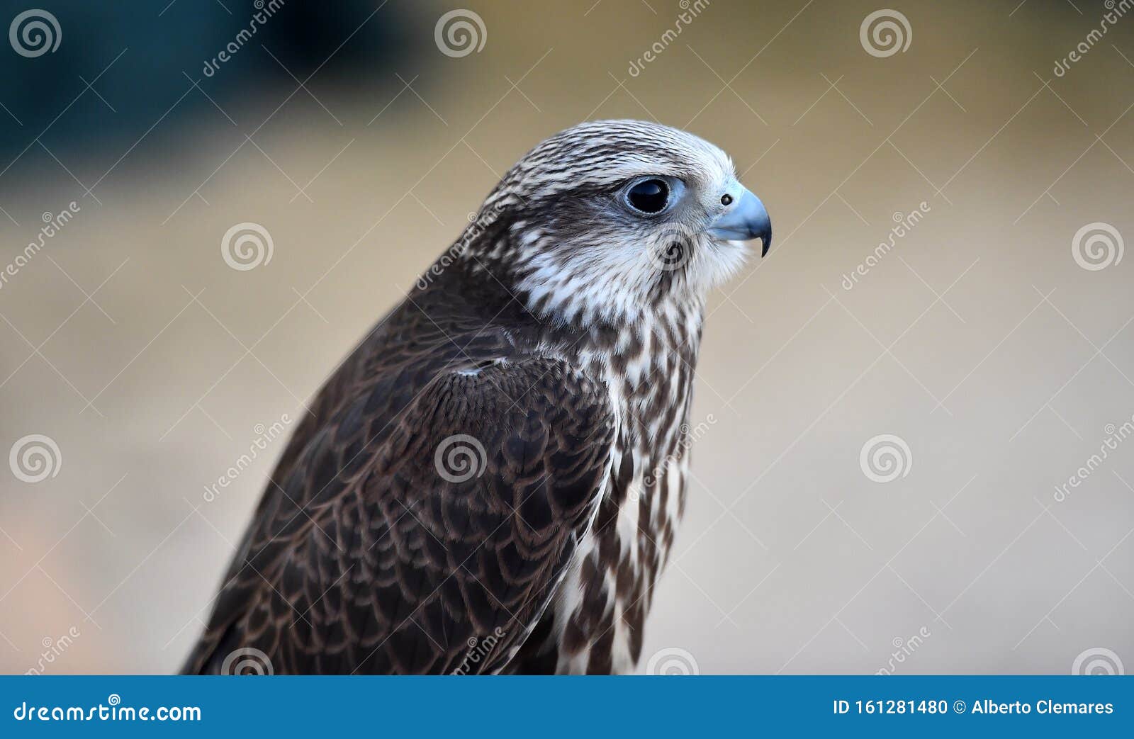 Peregrine Falcon with Beautiful Feathers Stock Photo - Image of prey ...
