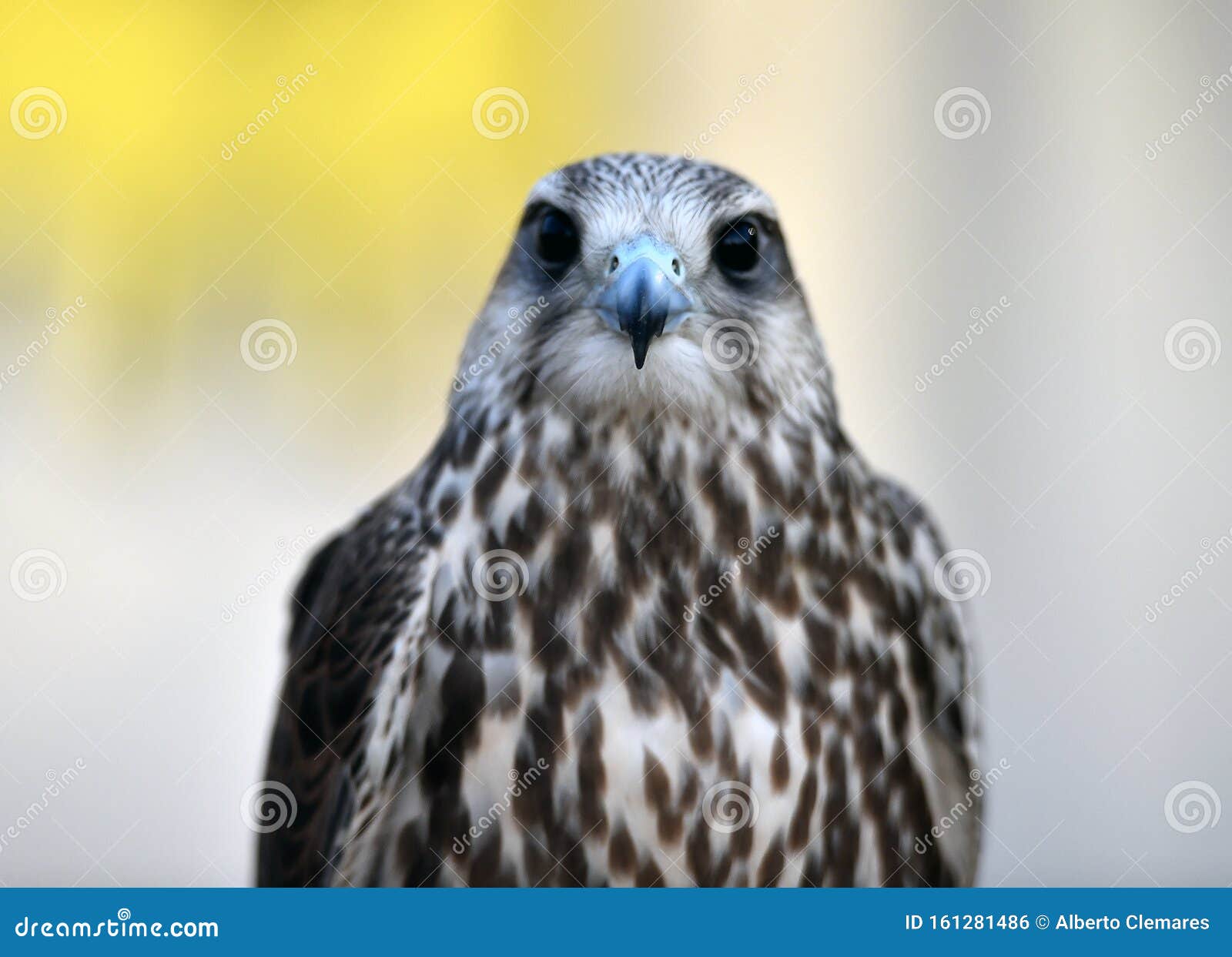 Peregrine Falcon with Beautiful Feathers Stock Photo - Image of brown ...