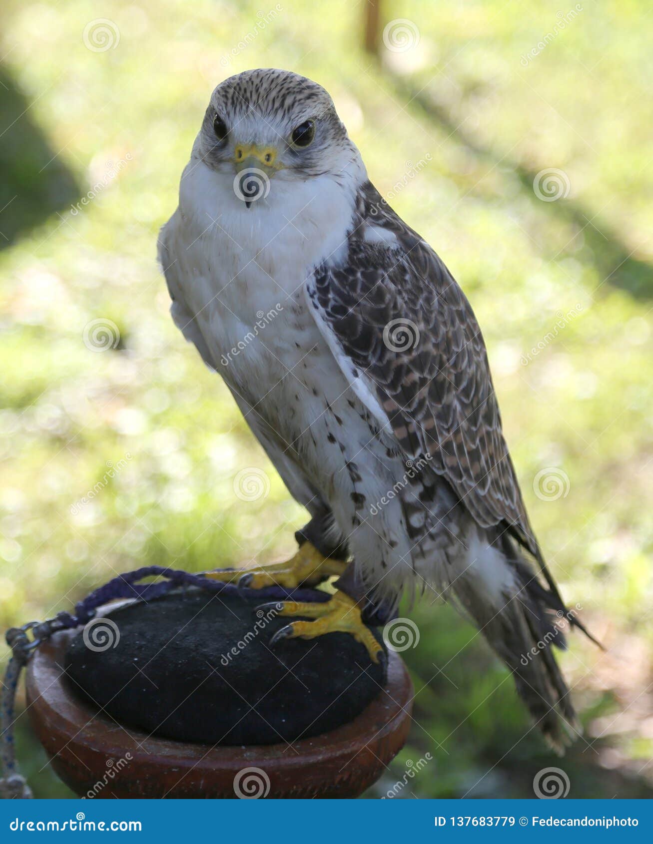 Peregrine Falcon with Big Eyes on the Perch Stock Image - Image of ...