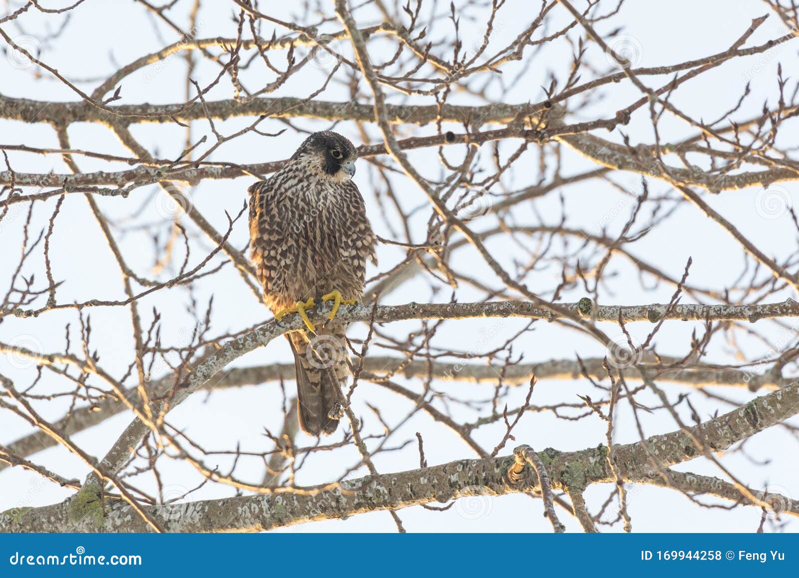 Peregrine Falcon bird stock photo. Image of branch, falcon - 169944258