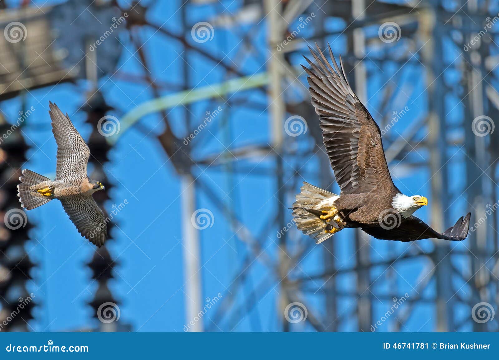 Peregrine Falcon Chasing American Bald Eagle Stock Image - Image of ...