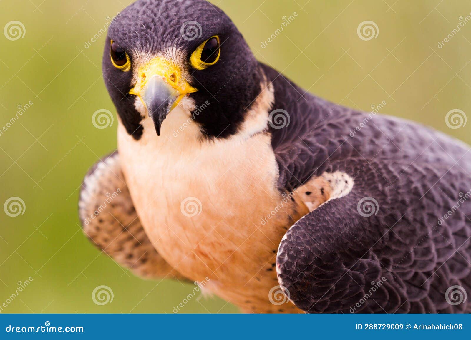 Peregrine Falcon stock image. Image of bird, animals - 288729009