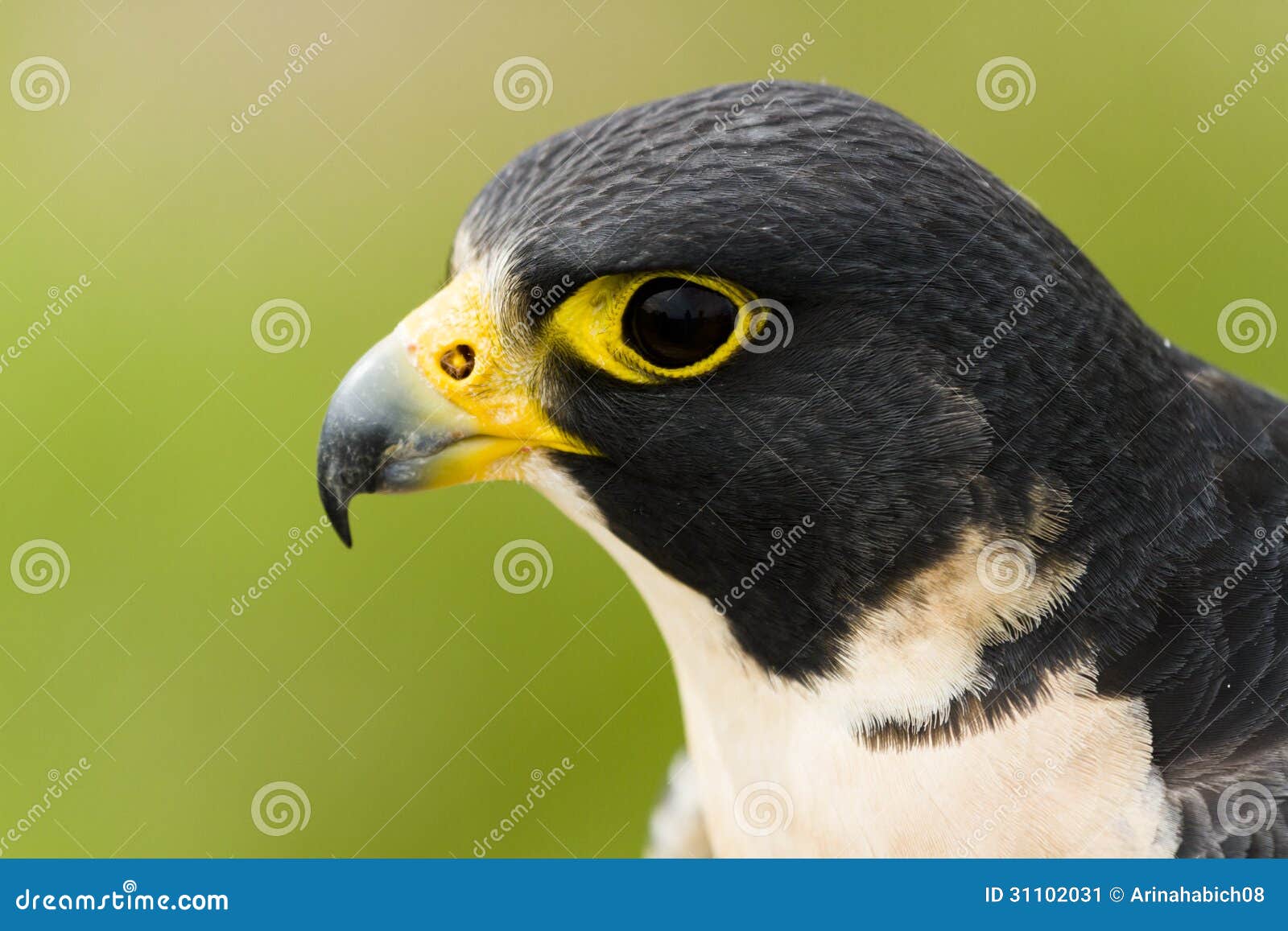 Peregrine Falcon stock image. Image of face, nature, peregrine - 31102031