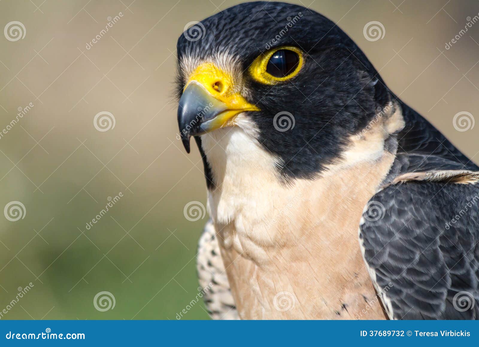 Peregrine Falcon stock photo. Image of animal, face, endangered - 37689732