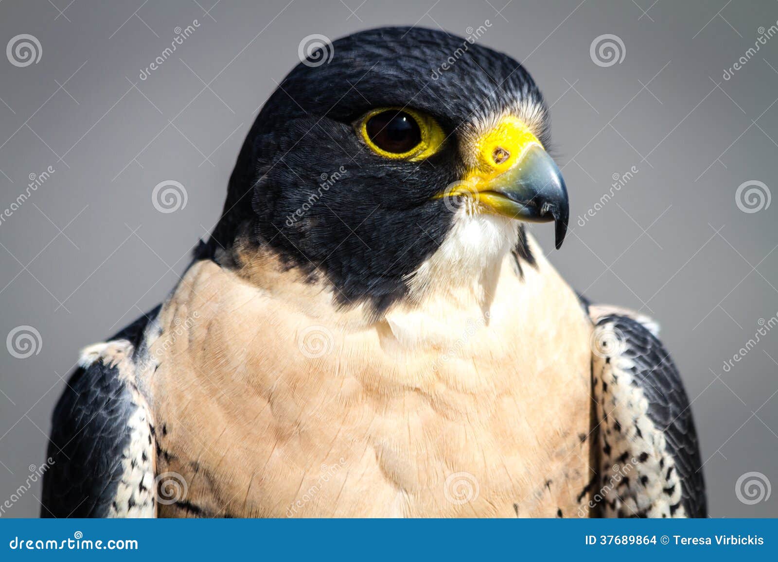 Peregrine Falcon stock photo. Image of head, avian, eyes - 37689864