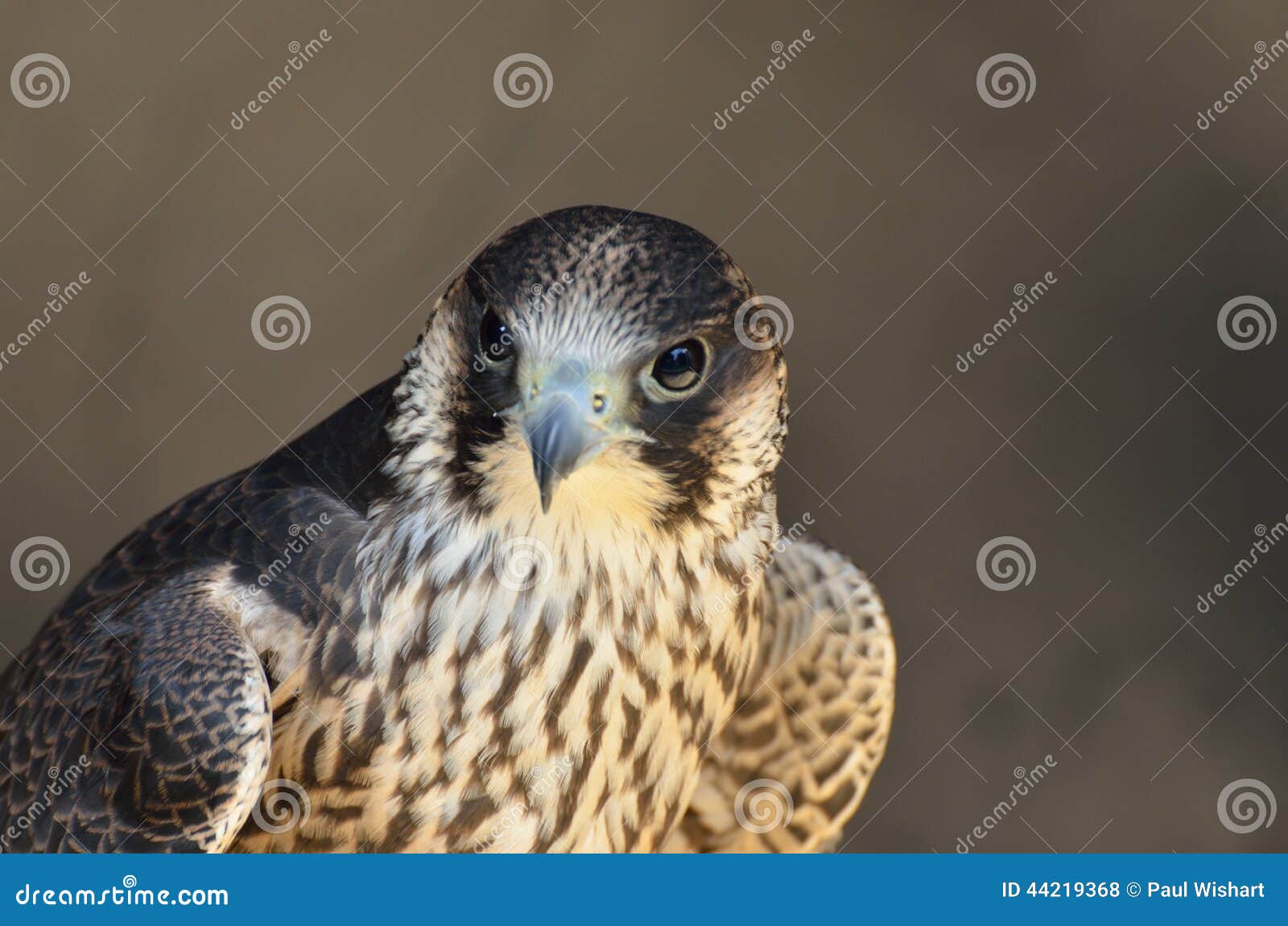 Peregrine Falcon in Close Up Stock Photo - Image of fast, animals: 44219368