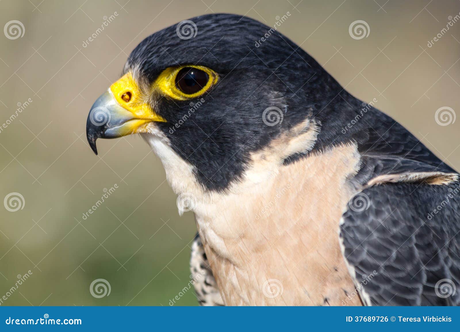 Peregrine Falcon stock photo. Image of nature, outside - 37689726