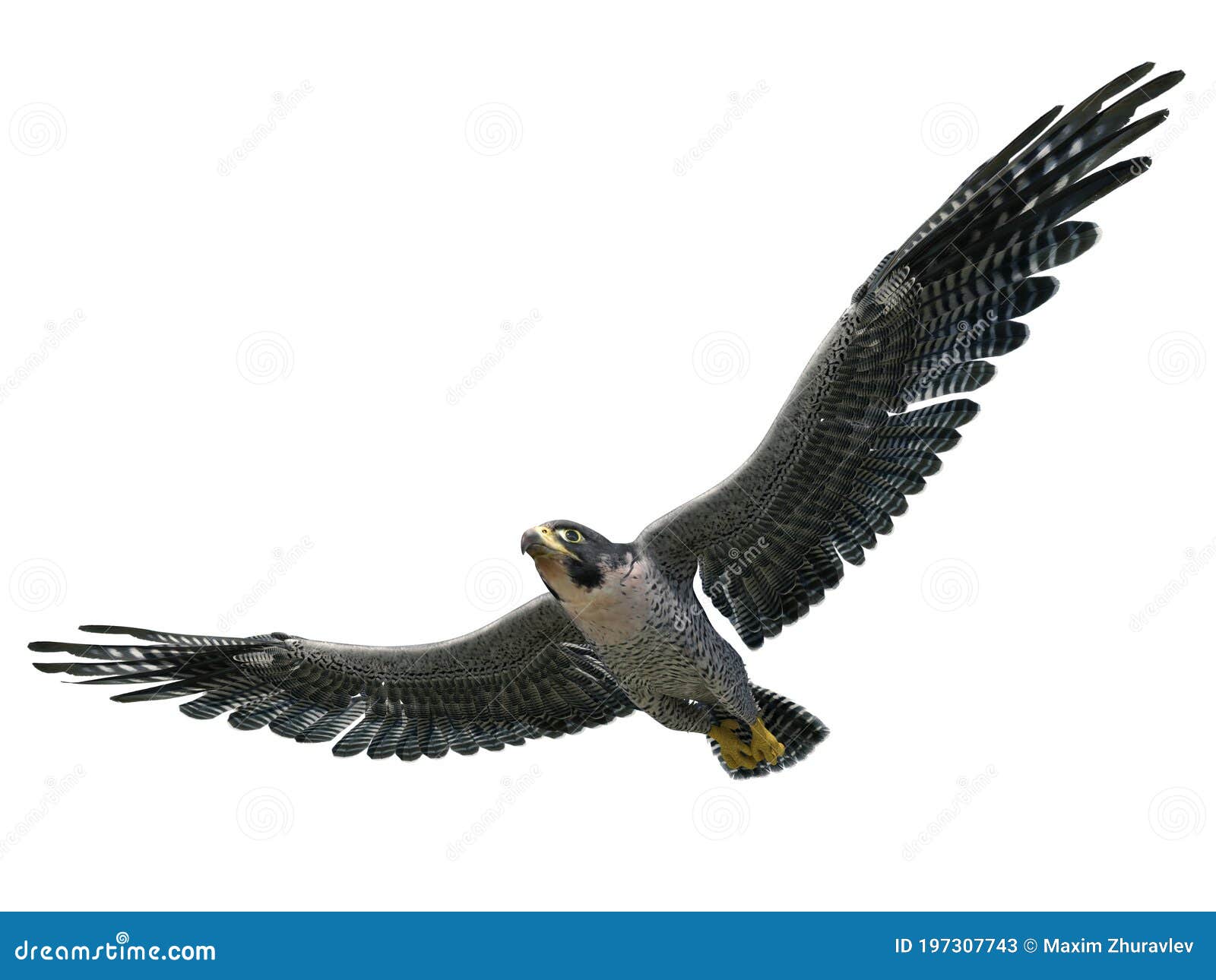 Peregrine Falcon Attacking Illustration Cartoon Vector | CartoonDealer ...