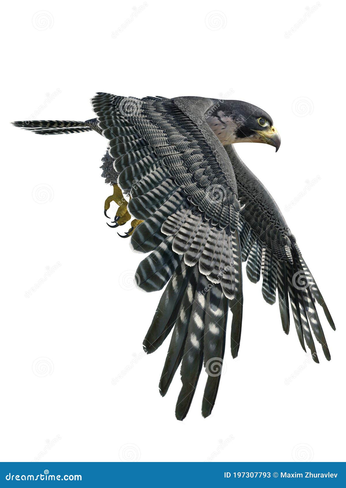 Peregrine Falcon Attacking Illustration Cartoon Vector | CartoonDealer ...