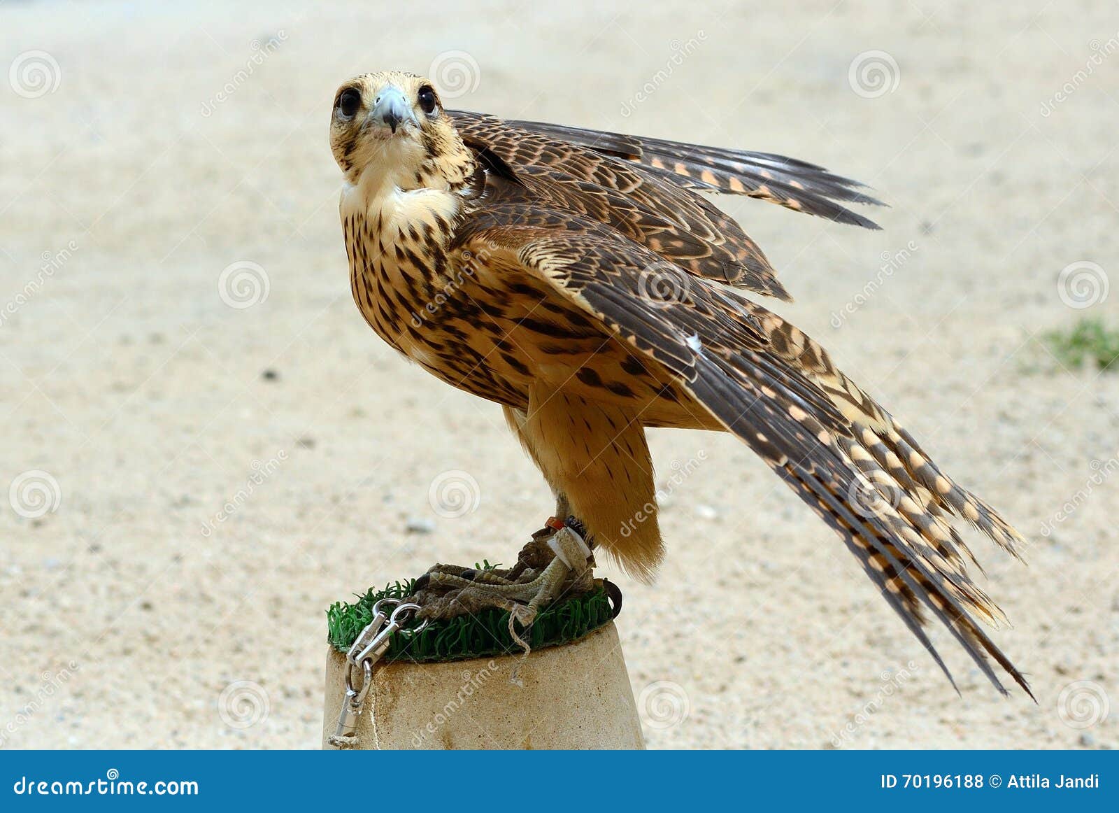 Peregrine Falcon, Doha, Qatar Stock Photo - Image of head, asia: 70196188