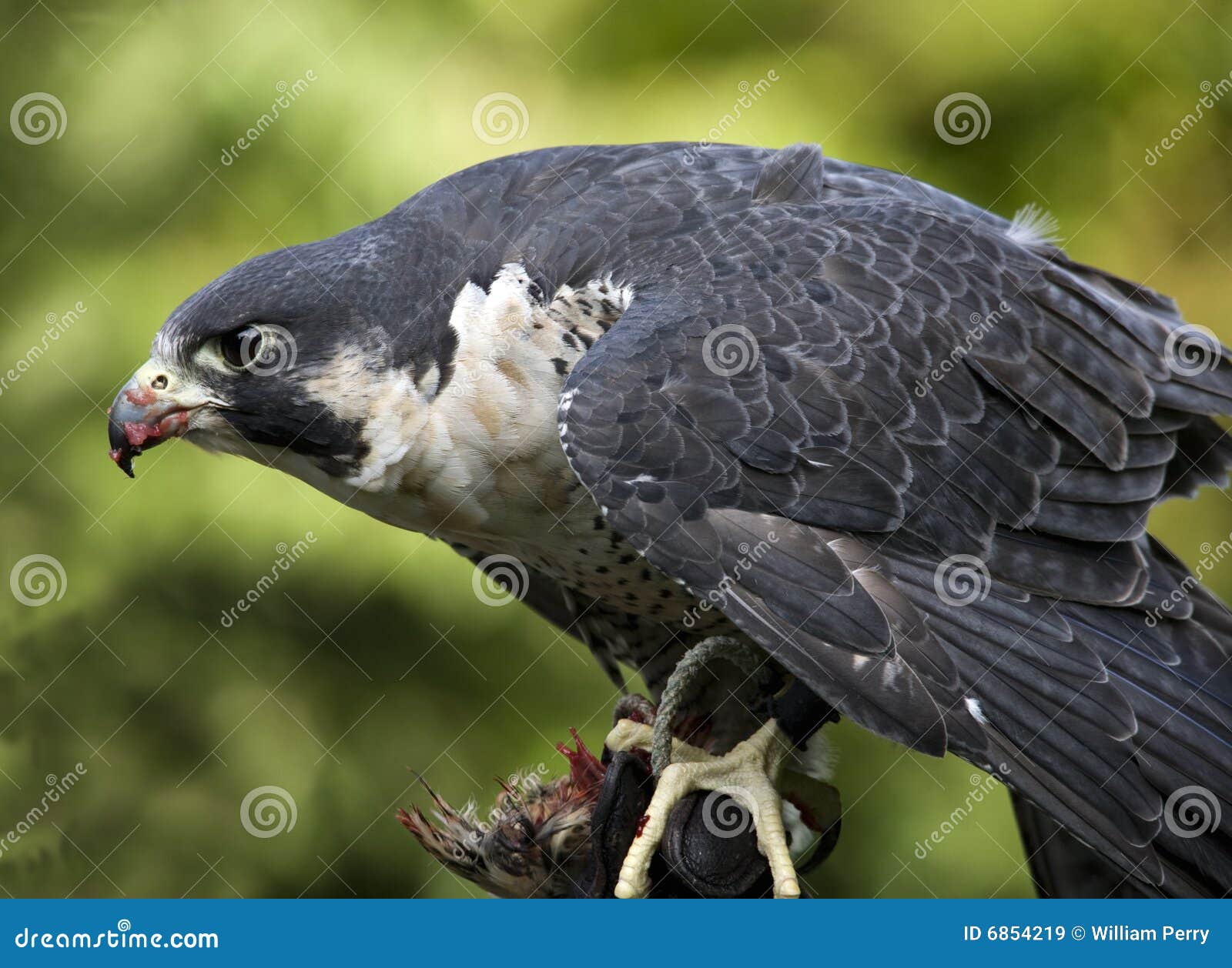 Peregrine Falcon Duck Hawk Eating Stock Image - Image of peregrine ...