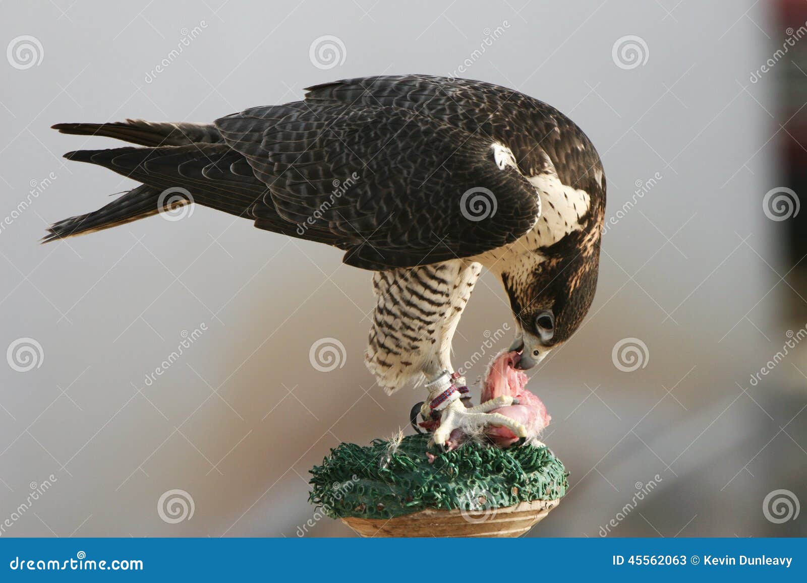 Peregrine Falcon Eating Le Crochet Image stock - Image du oiseaux ...