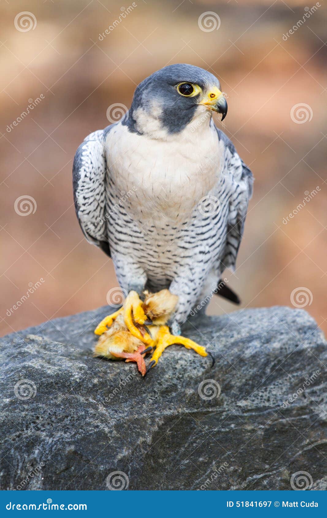 Peregrine Falcon stock image. Image of chick, raptor - 51841697