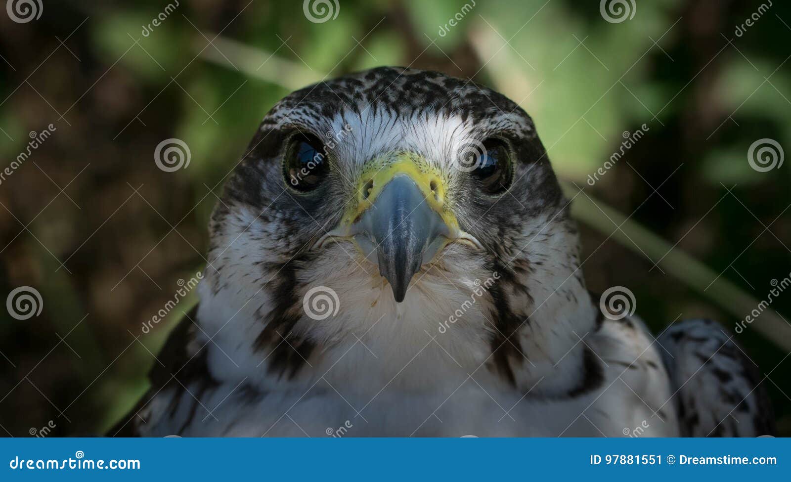 Peregrine Falcon Face imagem de stock. Imagem de nave - 97881551