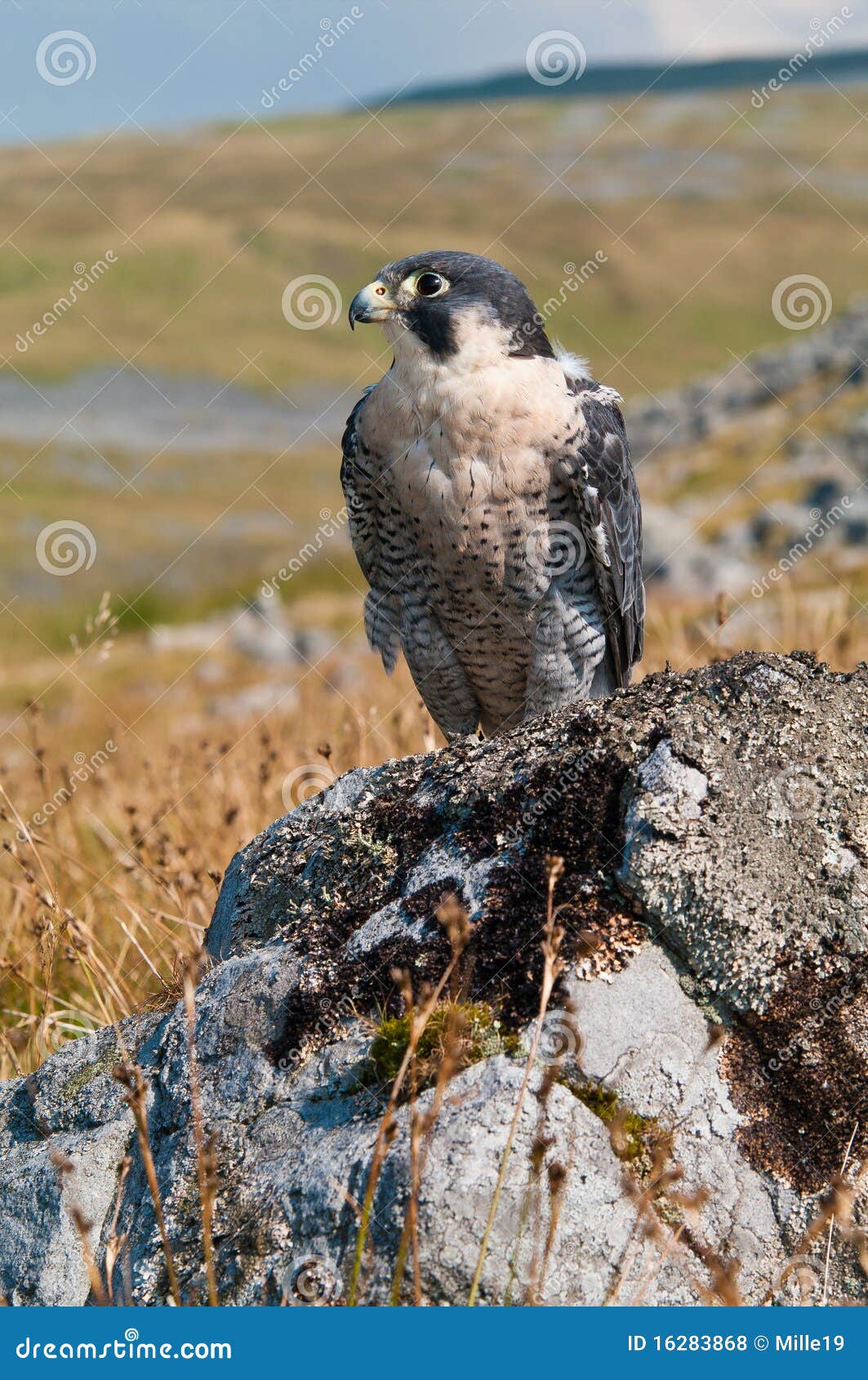 Peregrine Falcon (Falco Peregrinus) Stock Photo - Image of peregrinus ...