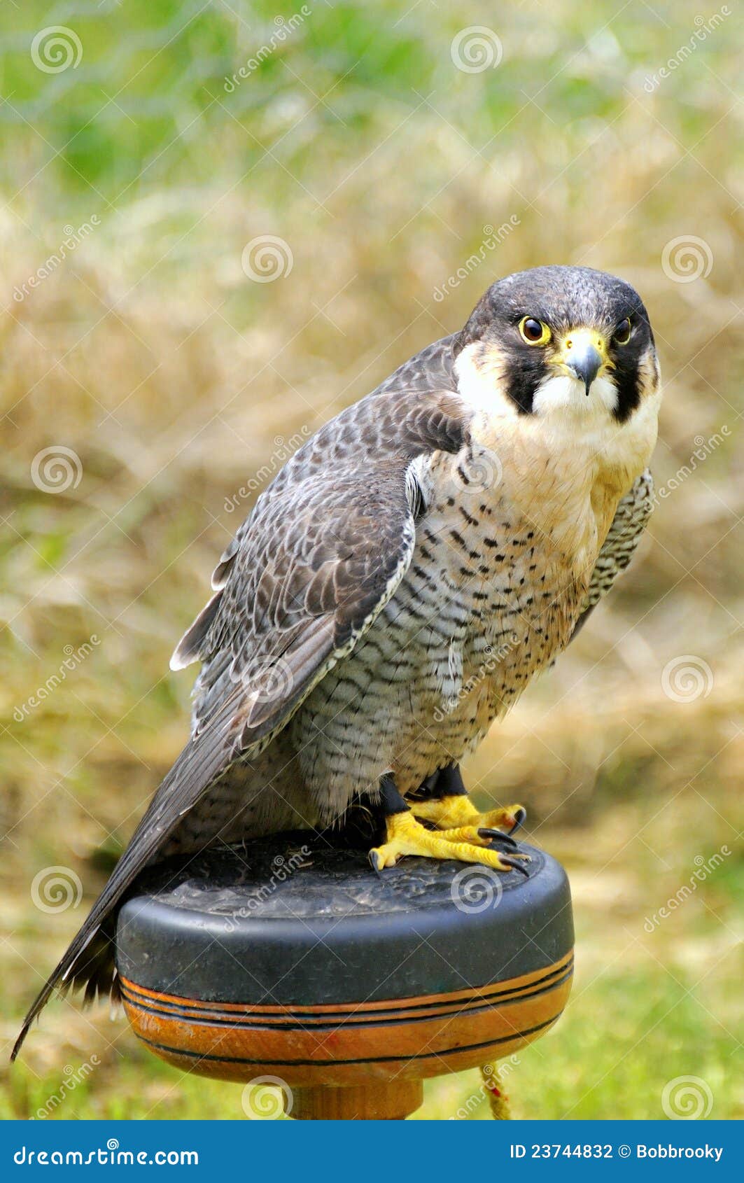 Peregrine Falcon, (Falco Peregrinus) Stock Photo - Image of ornithology ...