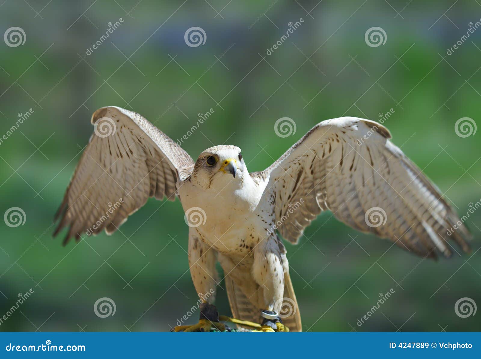 Peregrine Falcon ( Falco Peregrinus ) Stock Image - Image of close ...